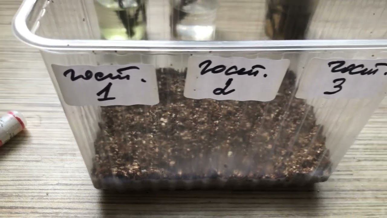 Черенкование гортензий почкой: как вырастить красавицу из черенка