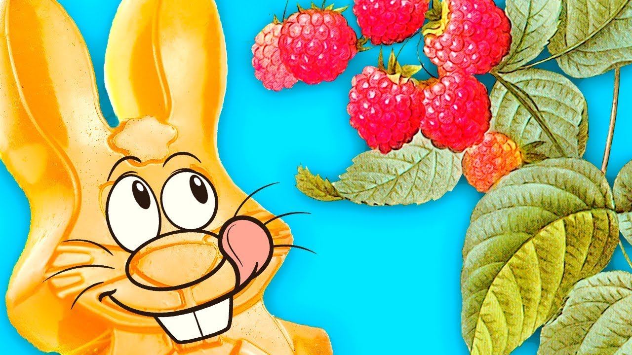 КАК ЖЕЛЕЙНЫЙ ЗАЯЦ ХАРИТОН МАЛИНУ СОБИРАЛ