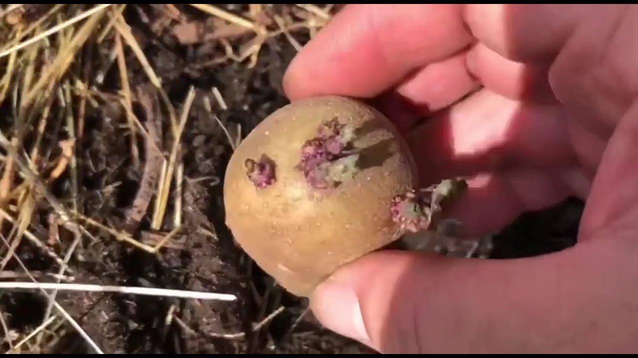 Многие удивятся этому методу посадки картошки, но урожай всегда отличный, проверено