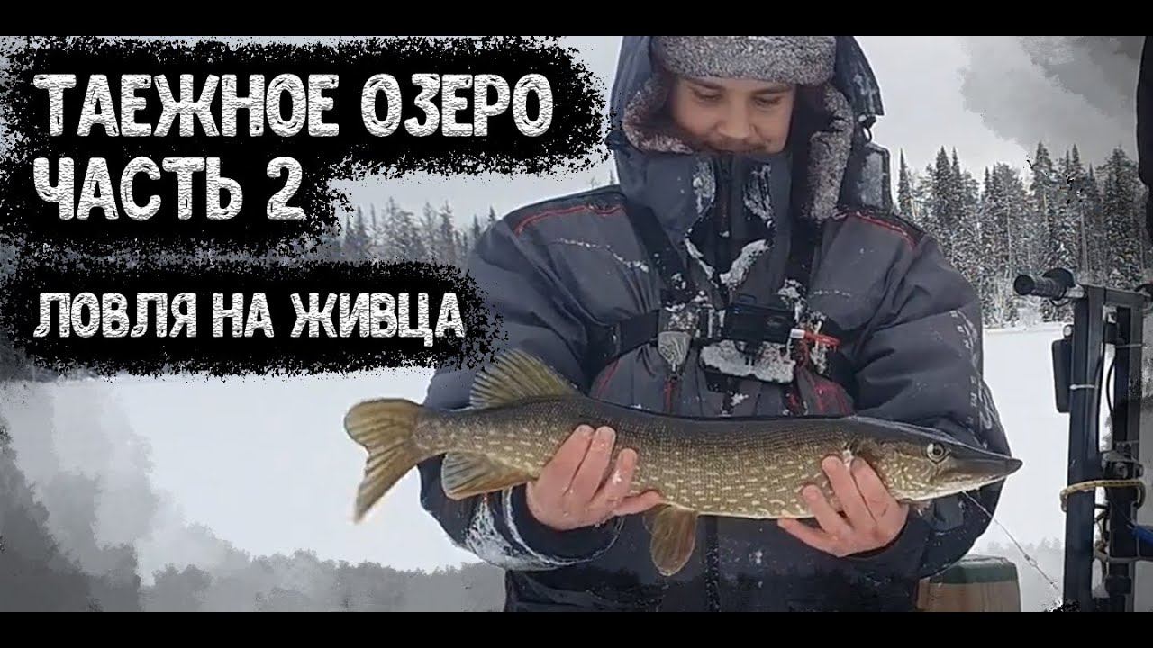 Рыбалка на Диком Таёжном озере часть 2. Ловим живца и проверяем жерлицы! Щука и Налим на самоловки!