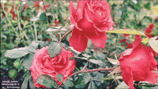 Цветочный рай деревни Буторлино