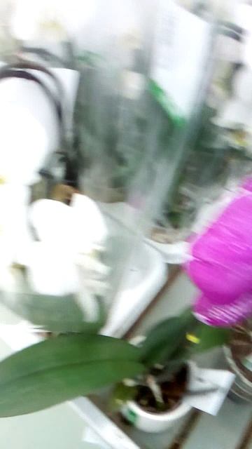 Орхидеи - их море_20250411_151513