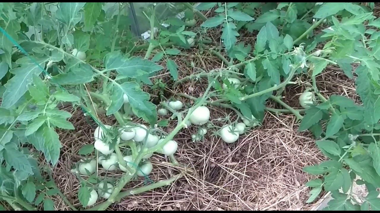 Томат Монгольский карлик