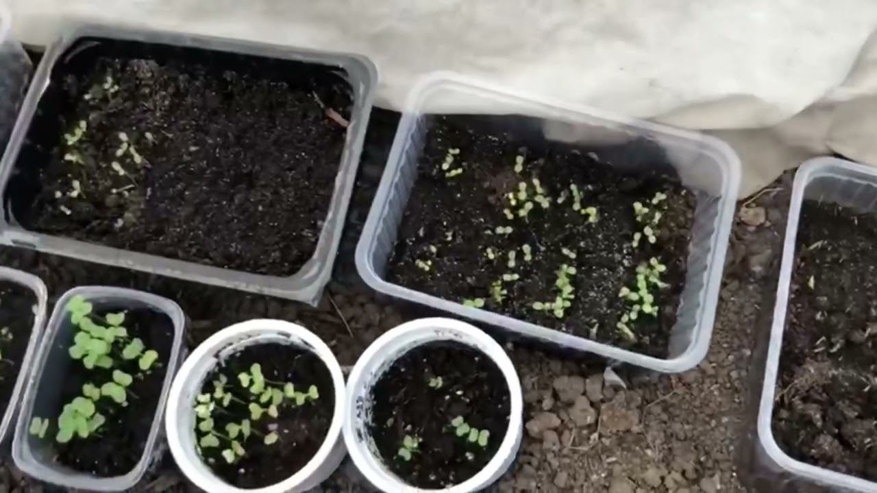 Чтобы не было "черной ножки", выношу рассаду в теплицу как можно раньше