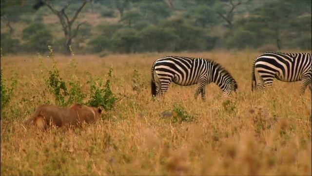 African Lion 🦁 _ Amazing Animals.mp4
