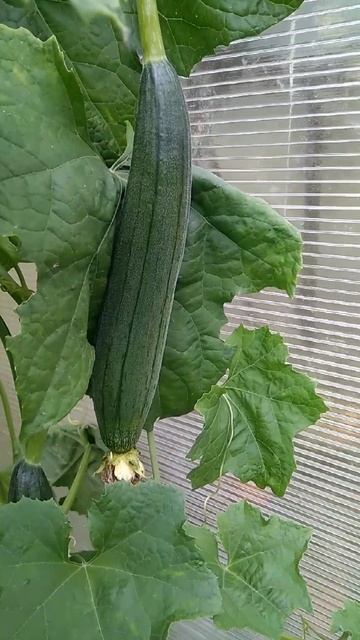 Люффа, успеет ли созреть в Подмосковье?