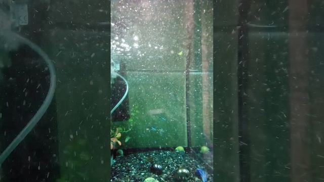 смерть гуппи