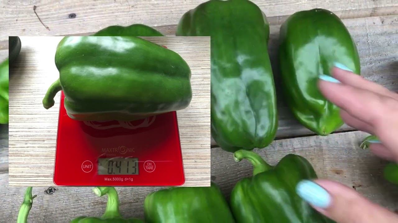 Урожай перцев разных фирм 2022. Средняя полоса России