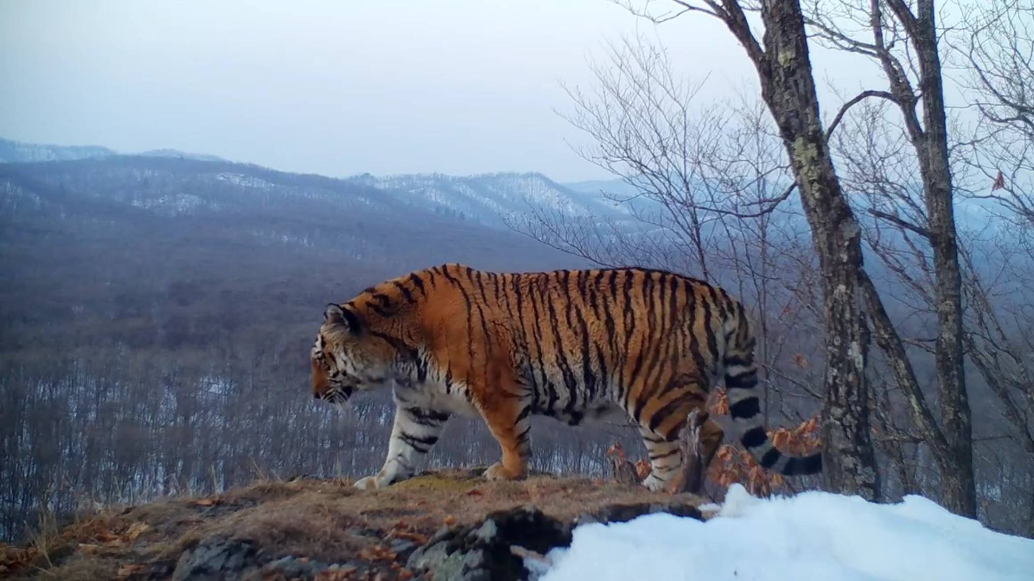 Амурский тигр (1)