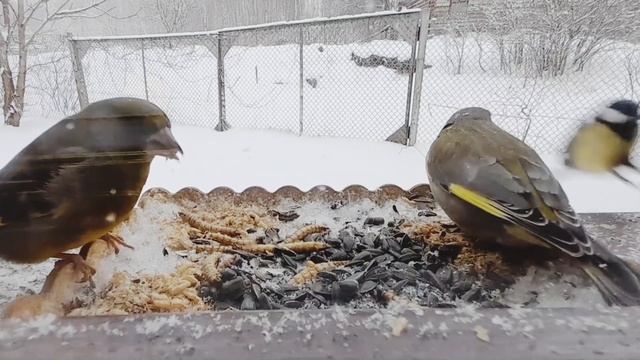 Толкотня на птичьих кормушках..Прямо как на дискотеке..
