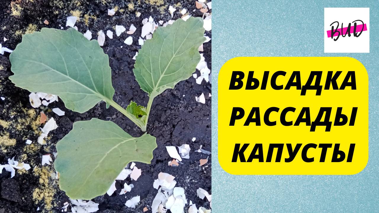 ВЫСАДКА РАССАДЫ КАПУСТЫ В ОТКРЫТЫЙ ГРУНТ И ПОДГОТОВКА ЛУНКИ К ПОСАДКЕ 2024.