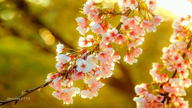 ВОССТАНОВЛЕНИЕ НЕРВНОЙ СИСТЕМЫ 🌿 Нежная музыка, успокаивает нервную систему и радует душу #9