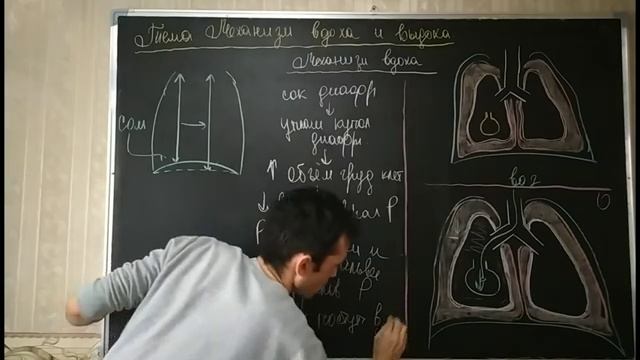 ДЫХАНИЕ. МЕХАНИЗМ ВДОХА И ВЫДОХА