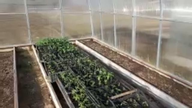 29-03--2025. Рассада переехала 🌱. Субботник 🧹.