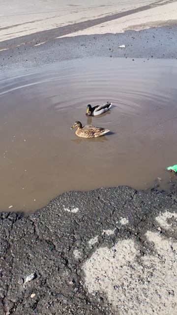 И в луже тоже можно плавать