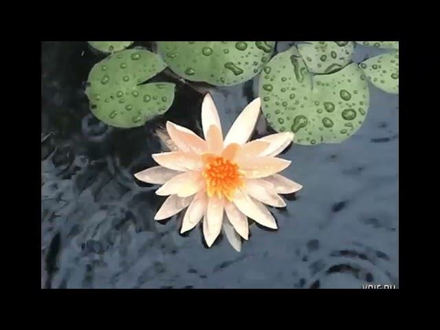 Медитация "Небесный Лотос Богини"