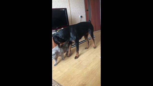 Кому игрушку привезли