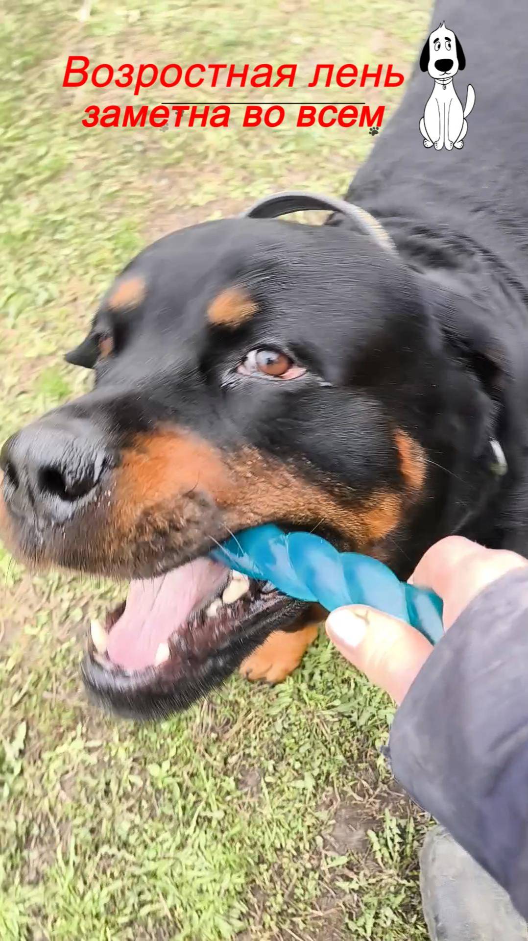 #Shorts Возрастная лень заметна во всем#Ротвейлер#собаки#животные