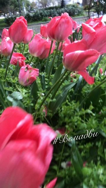 Вчера я дошла до одной клумбы тюльпанов на набережной.