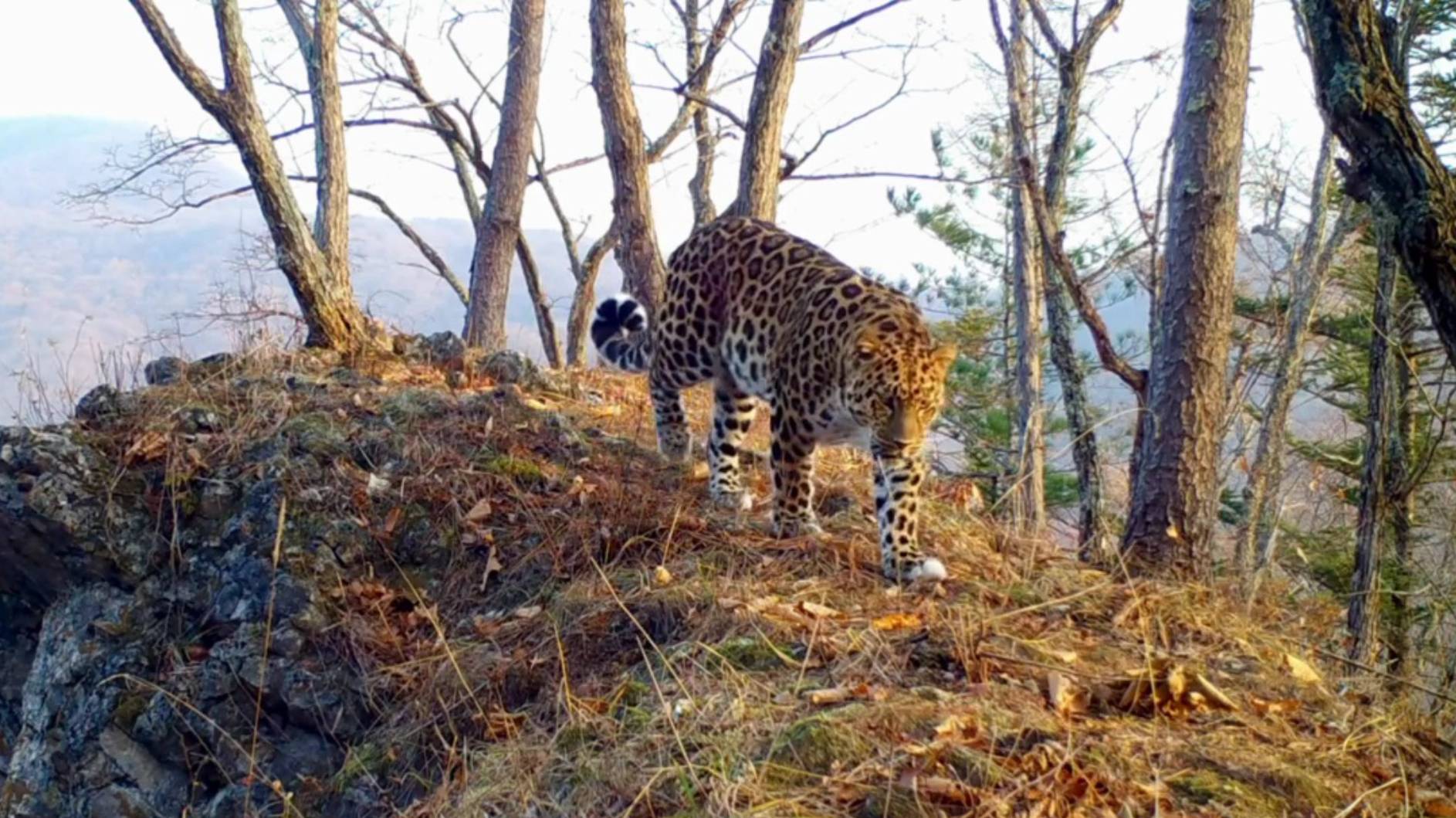 Дальневосточный леопард на прогулке (1)