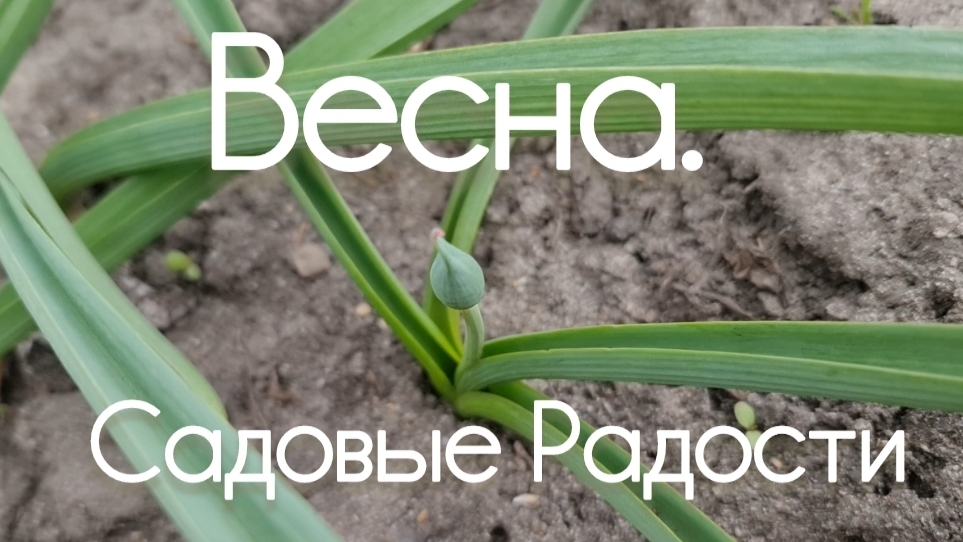 Весна. Садовые Радости.