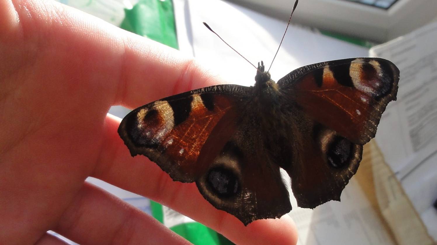 Бабочка Павлиний глаз зимой случайно появилась в доме, мы с дочкой ее кормили