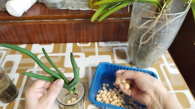 Королева орхидей Ванда. Продолжаем борьбу за жизнь ☺️