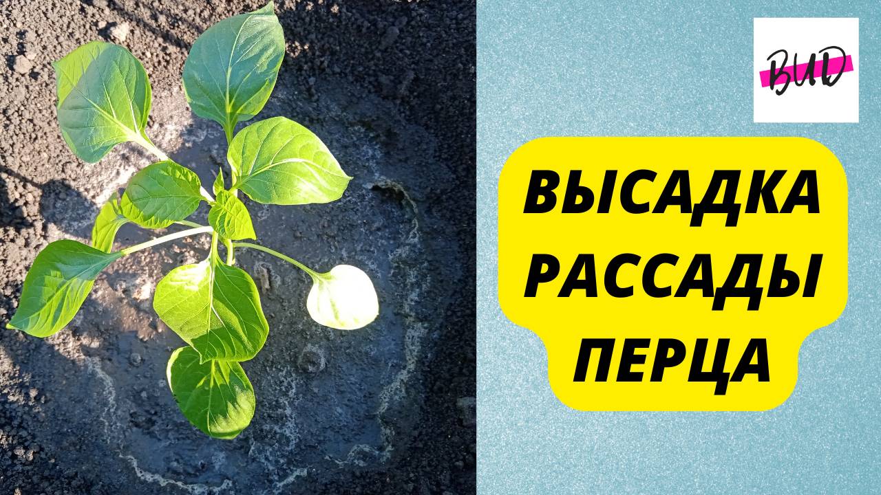 ВЫСАДКА РАССАДЫ ПЕРЦА В ОТКРЫТЫЙ ГРУНТ И ПОДГОТОВКА ЛУНКИ К ПОСАДКЕ 2024.