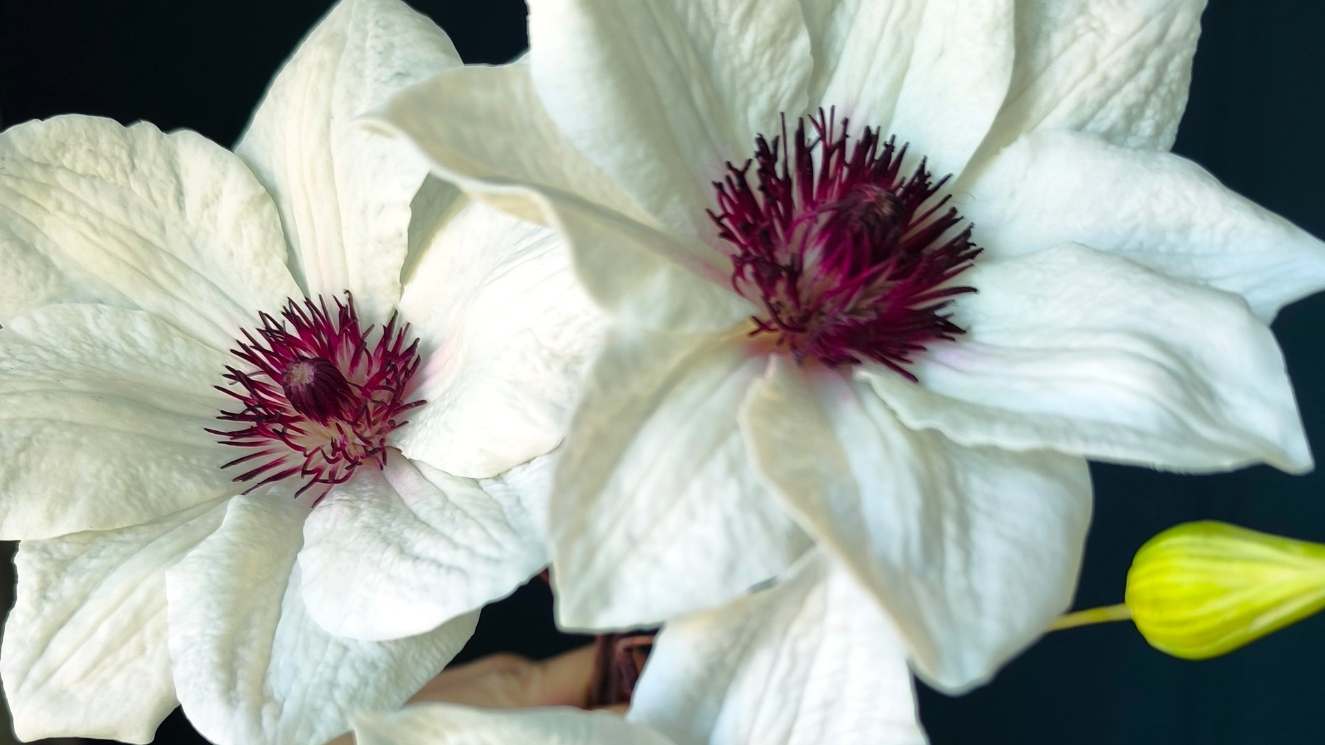 Клематис ботаническая скульптура/ мои работы Мурзилкина Ольга