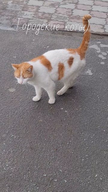 Городские коты, гуляют до темноты