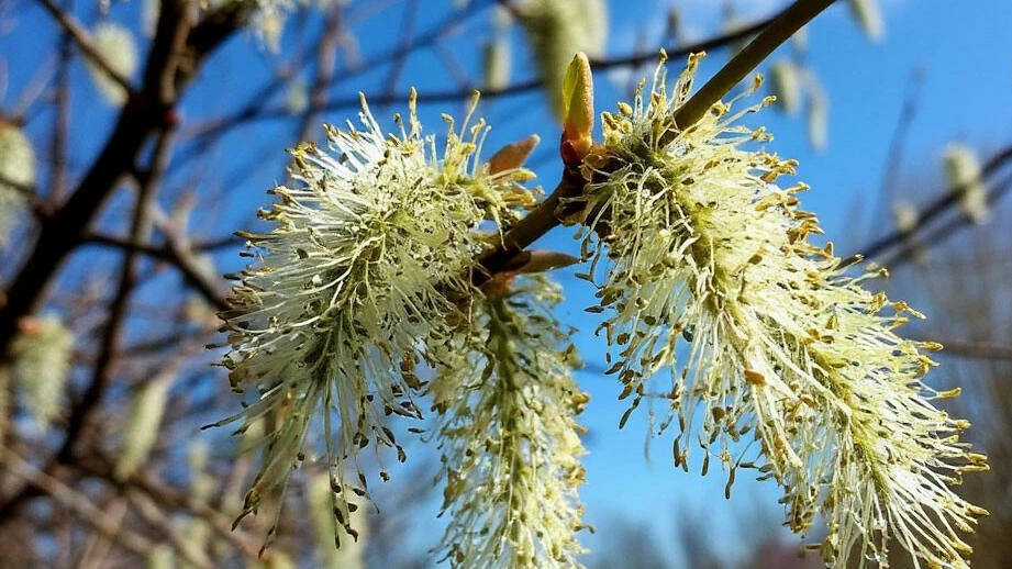 Доброе утро! Нуу, или добрый день! ☀️Всех с Вербным воскресеньем! С праздником!
