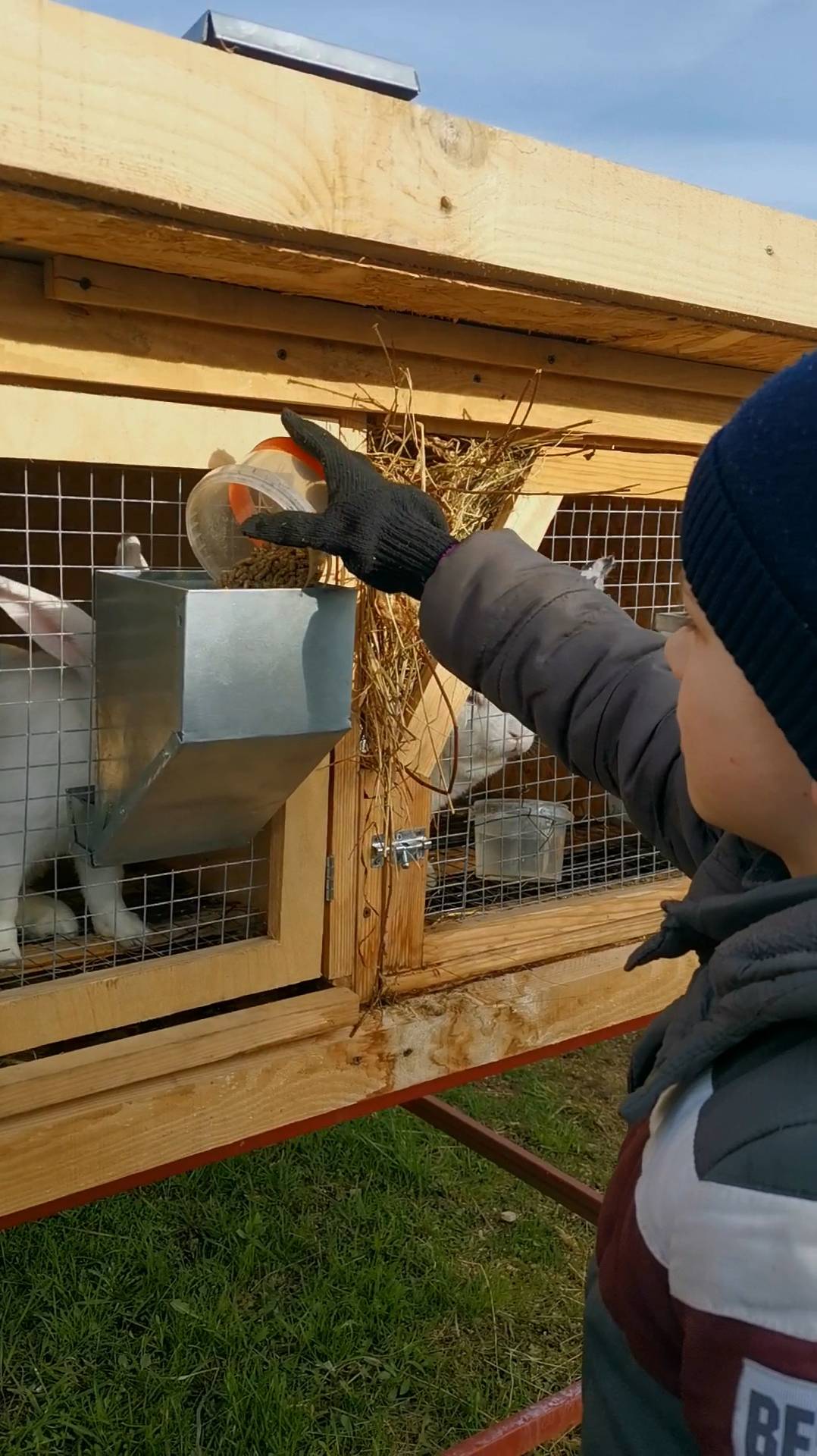 КОРМИМ КРОЛИКОВ