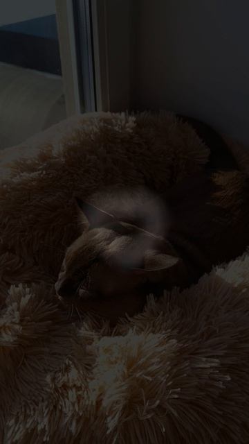 Котик Марсик #Бурма# # милата#