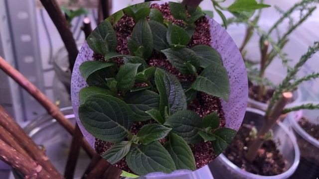 Почему вянут зеленые черенки гортензий?