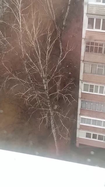 страшное дерево кривыми голыми ветками машет туда-сюда #погода #весна #апрель #ветер