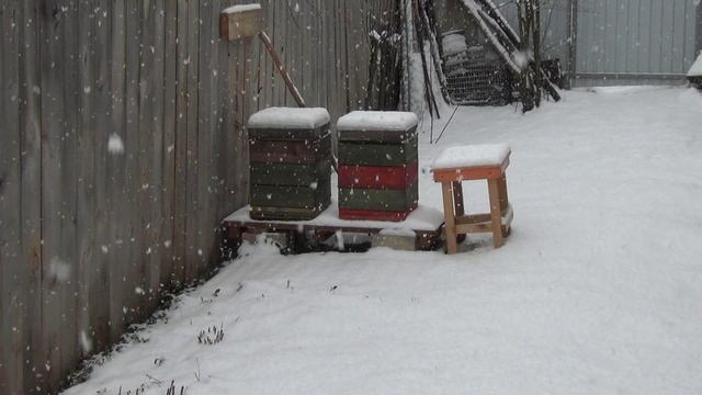 Снова зимуем . Две семьи в огороде (сюжет 10й)