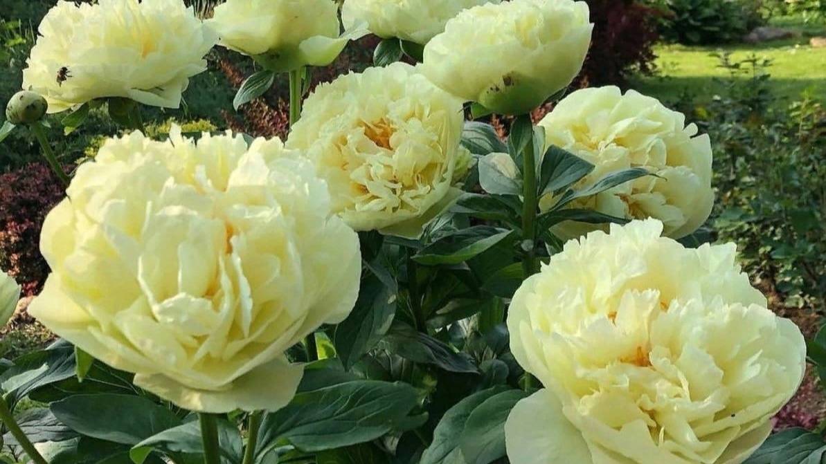 Распаковка посылки. Элитные  пионы без пересортицы