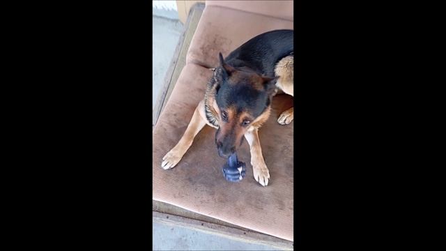 Собака. Овчарка. Том