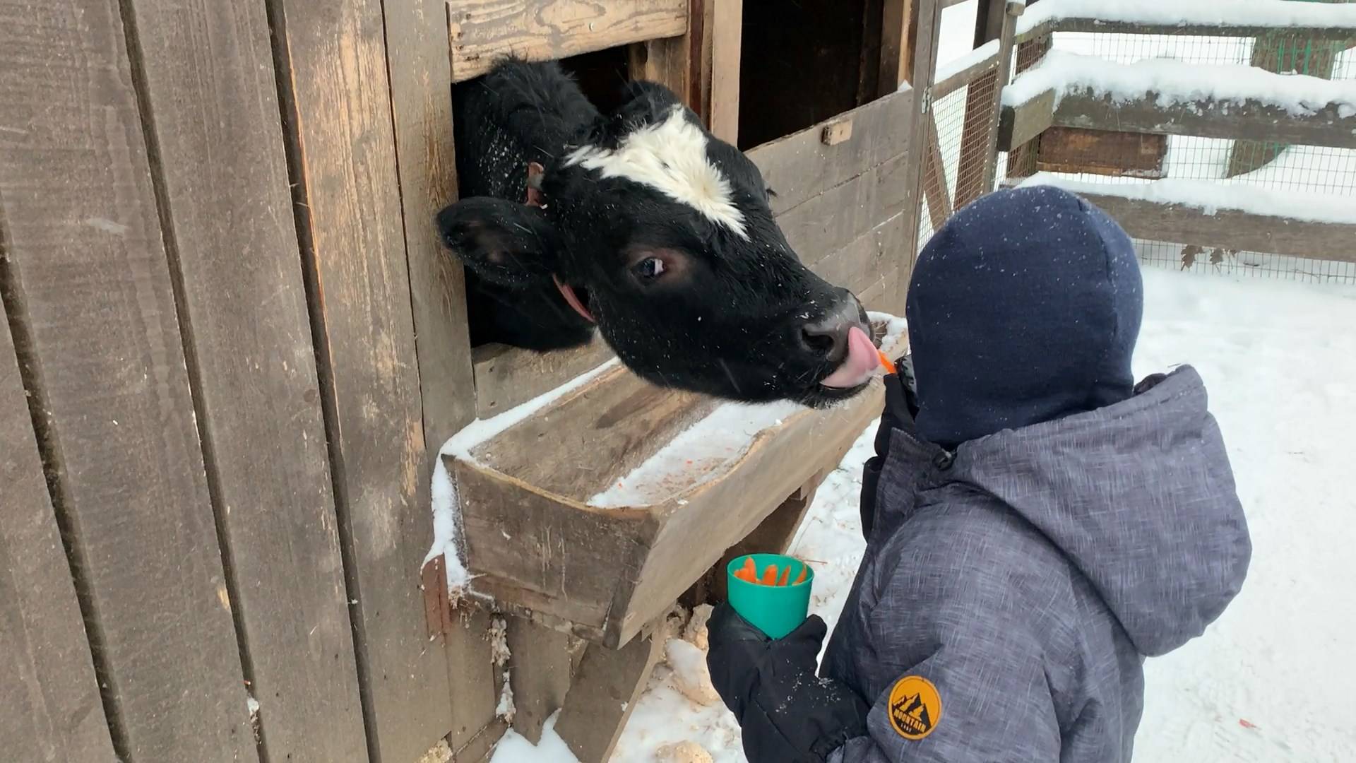 Усадьба Курочка ряба Ленинградская область деревенский контактный зоопарк домашние животные обзор