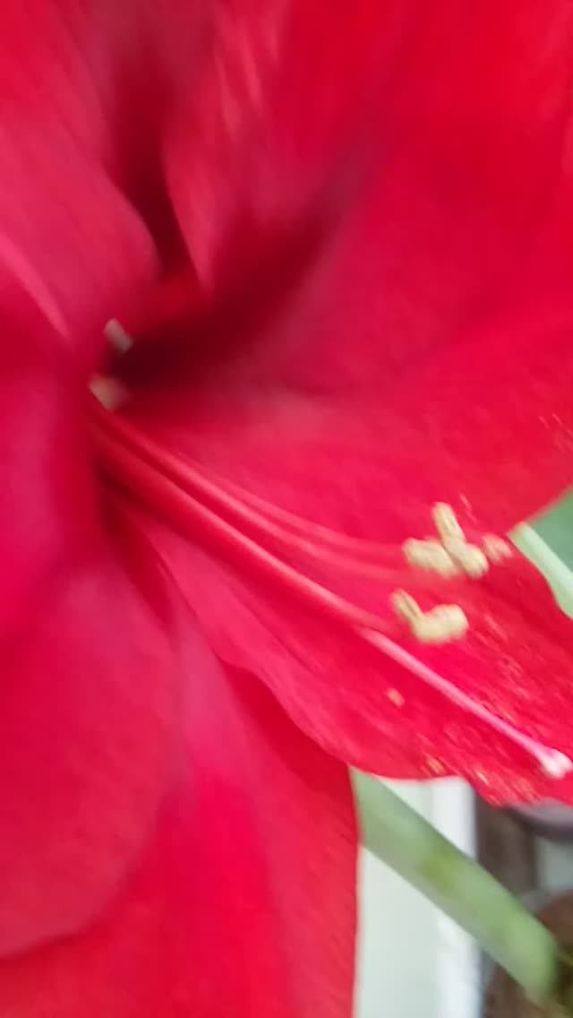 Красивые гиппеаструмы и не только _20250411_144759