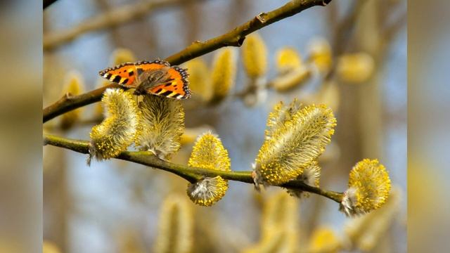 Елена Панкратова  "Верба" читает Любовь Б.