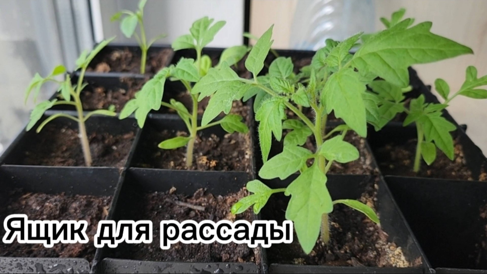 Ящик для рассады