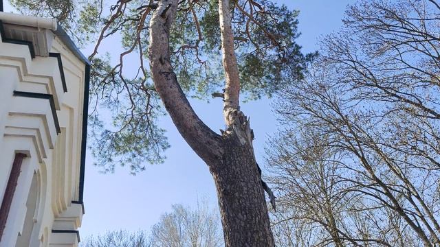Вербное воскресенье.Ризоположенческий мужской монастырь.Тоиашовка.13.04.2025
