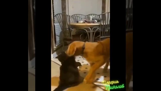 Кошки, Собаки и Попугай!