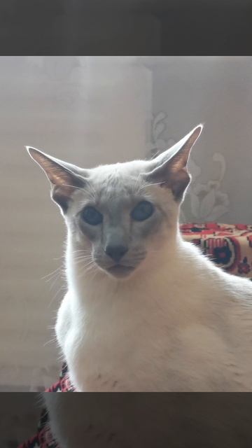 Котан Даллос