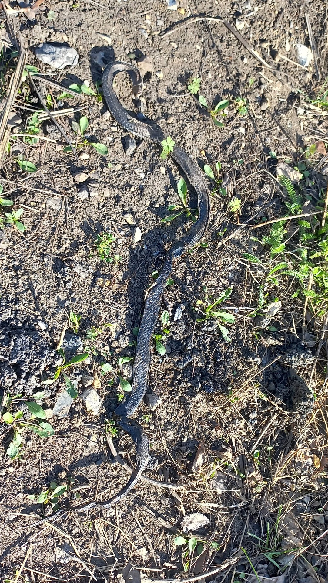 ЗМЕЯ В ЦЕНТРЕ ПОСЕЛКА, ОТКУДА?????