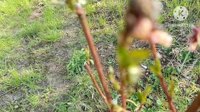 Последствие затяжных заморозков