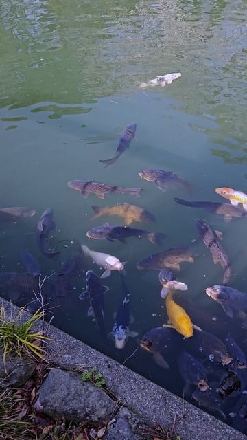 Карпы во рву замка Сумпу, город Сидзуока, Япония