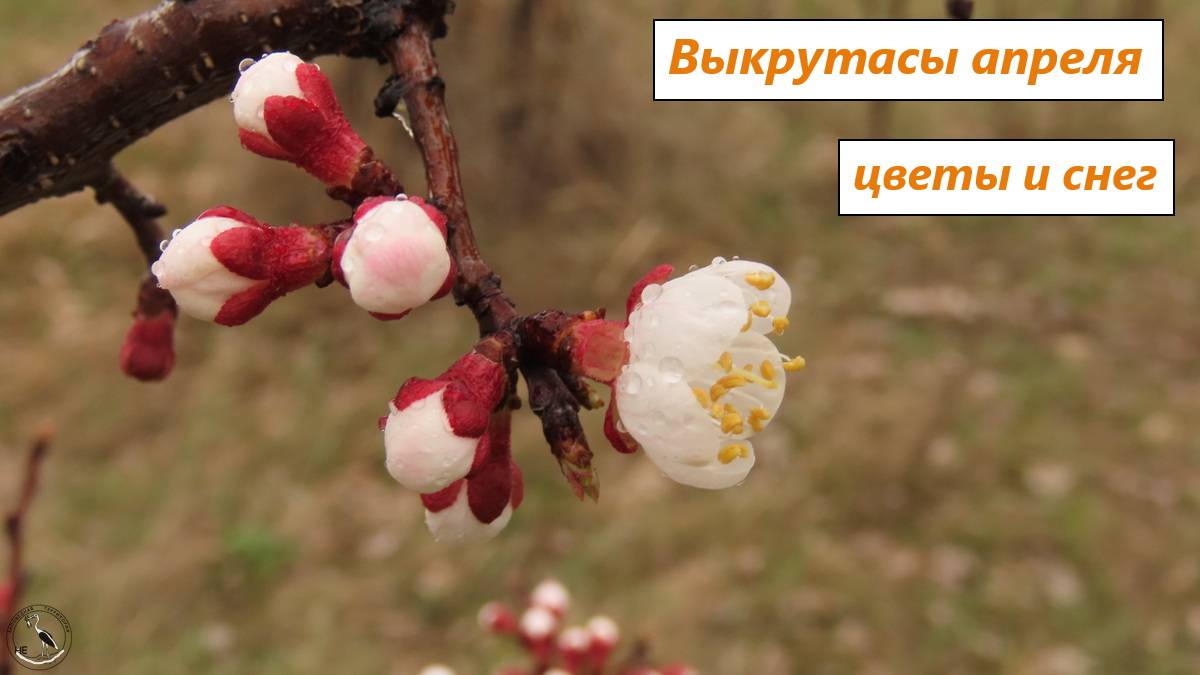 Выкрутасы апреля: цветы и снег. Абрикос, алыча, груша, дикие тюльпаны, пионы, фиалки. Рябчики