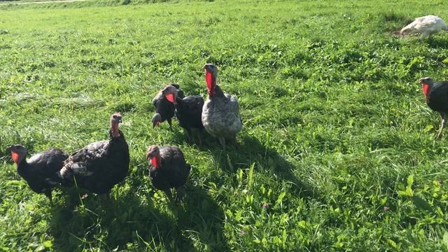 Индейки погнались за мной, но их задержала стоящая машина